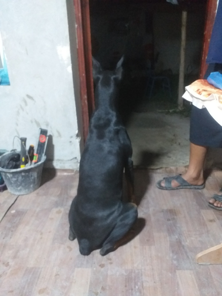 doberman zoti toza