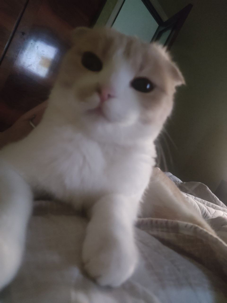 Кошечка ищет дом