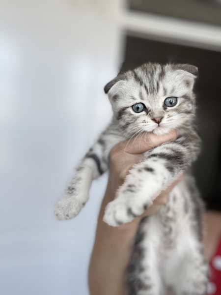 Продаются котята породистые Скоттиш фолд мальчик и девочка