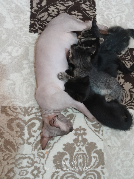 4 ta mushukcha 2 qora 2ta ola 1,5 oylik