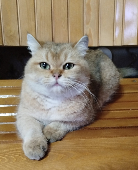 Zalatoy shinshila qizbola