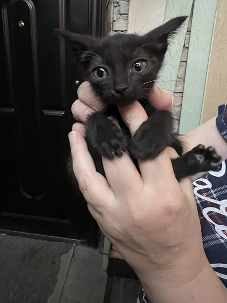 Отдам котят даром
