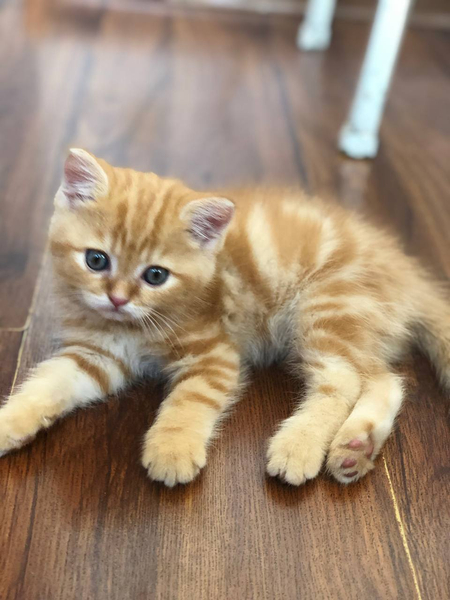 Продаётся Котёнок Скоттиш Страйт