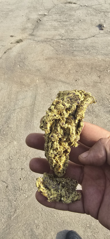 KUNJARA OLIY NAVLI CHIGITTAN ishlangan (qo\\\'shimchalarsiz)