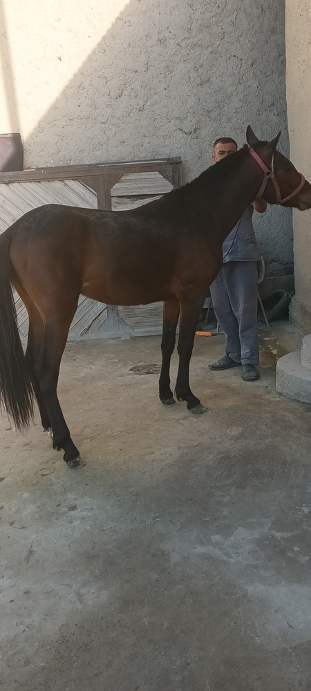 Chaqmoq laqabi yoshi 1yarim yoshar