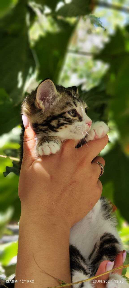 Котёнок, мальчик, 2 месяца