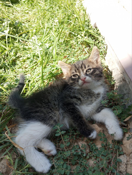 Котята маленькие