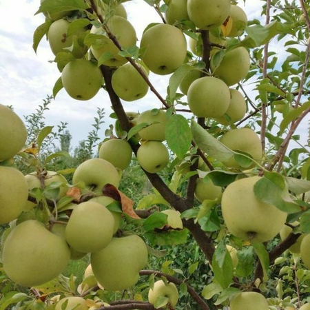 Mevali kuchatlar pakana va yarimpakana