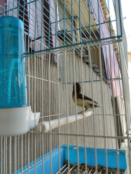 Kanareka канарейка sotiladi srochni