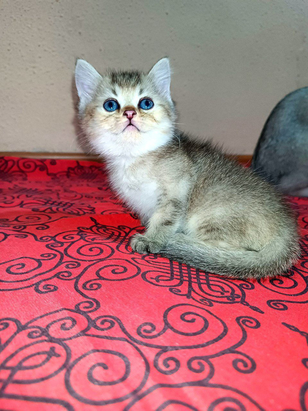 Продаетсья котёнок золотистая шиншилла, golden chinchilla