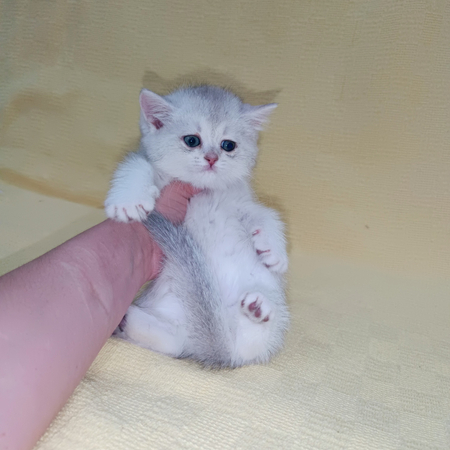 Продаётся чистокровенно шотландские котята