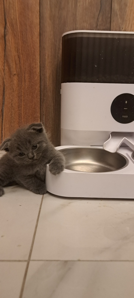 Шотландский котяты
