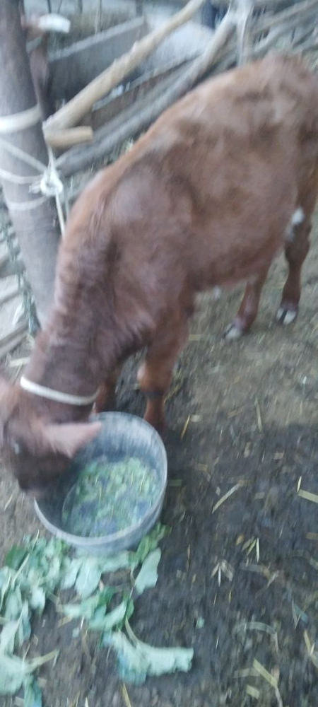 Ona bola sigir birinchi tug'ishi
