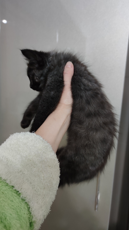 Отдам даром в хорошие руки котят.