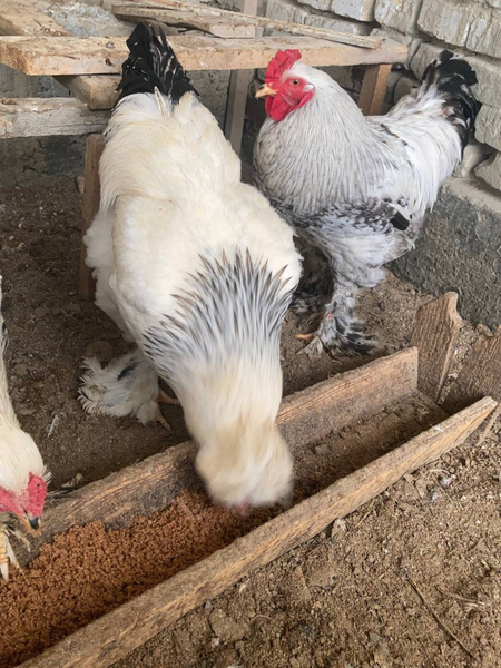 Xoʻroz sotiladi  1,5 yoshli