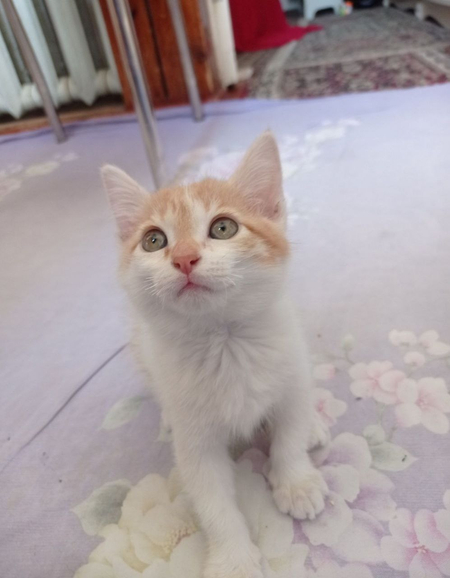 Отдам в добрые руки котёнка