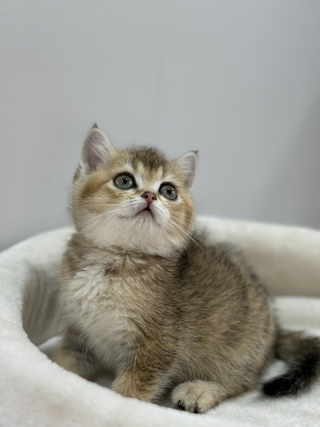 Котёнок Британский