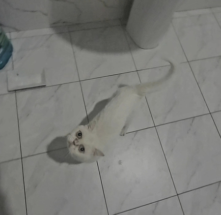 Biritan oq kòzi kòk