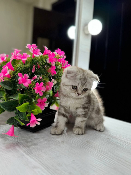 Продам срочно кошки.