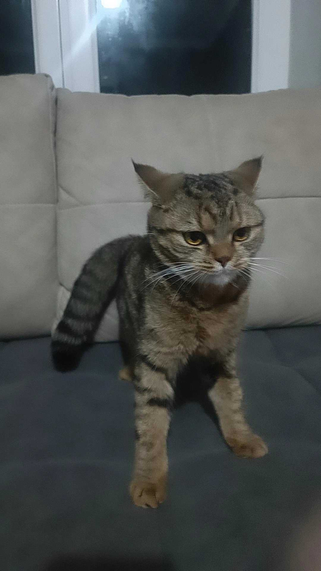 Срочно продаётся кошка девочка скотиш филд
