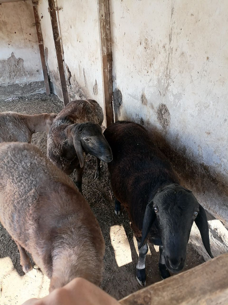 3ta qochqor 1ta urg\\\'ochi qirğiz qoylari