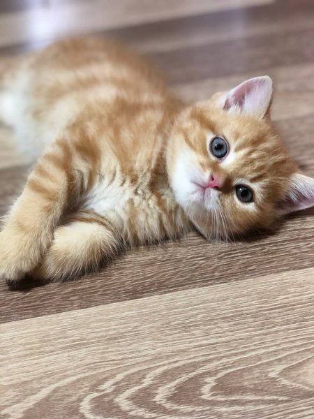 Продаётся Котёнок Скоттиш Страйт
