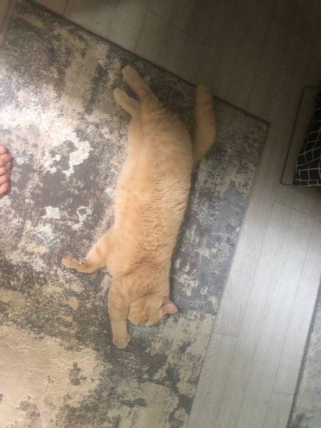 Экзотическая Кошка с приплюснутым  лицом