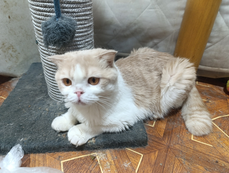 Кошка скоттиш фолд девочка. Рожавшая.