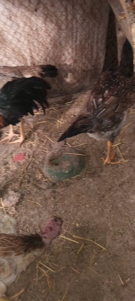 Qoni toza kulangi xòroz VA tovuqlar tezda sotiladi