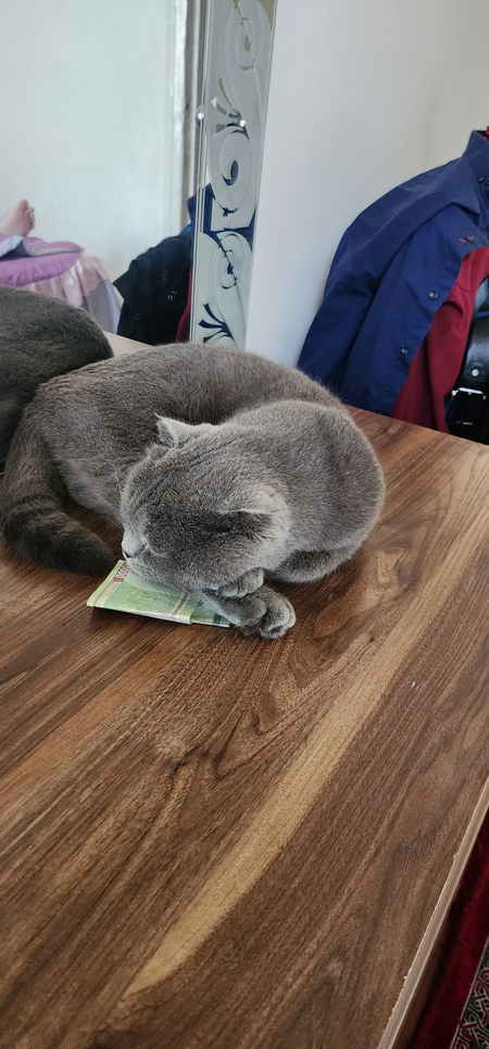 Кот хочет кошку, бесплатно!