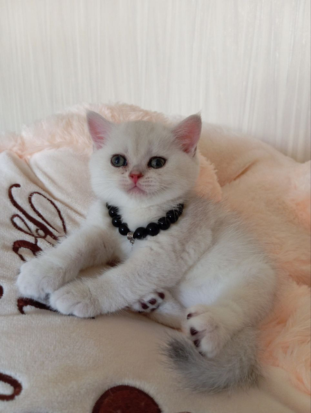 Готовится к продаже котёнок серебристая шиншилла!