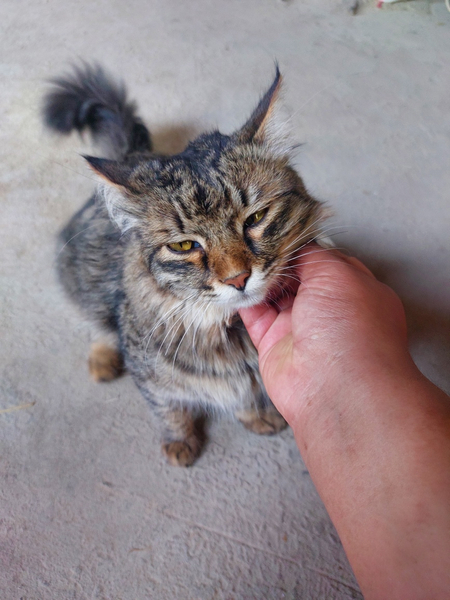 Отдам кота пародистого