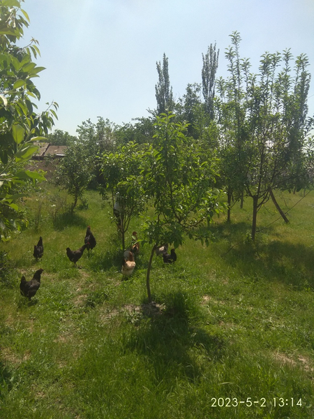 Yer Sotiladi dacha bop 5 sotiq 10 sotiq gaz svet suv xammasi bor