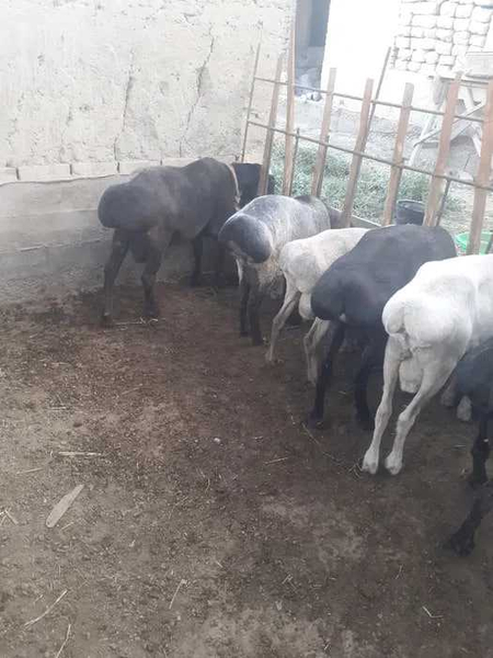 Arzon qoʻchqorlar sotiladi қучқорлар сотилади