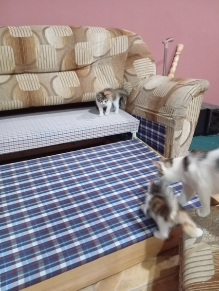Котята отдам даром. Остался один
