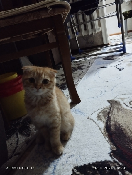 Продам котенка скотиш фолд