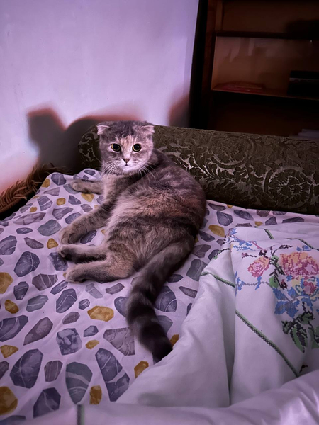 Котята скотиш фолд