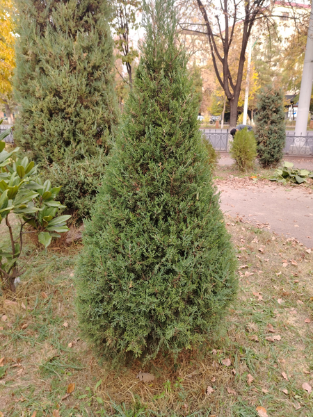 Archa kesish dorilash xizmatlari