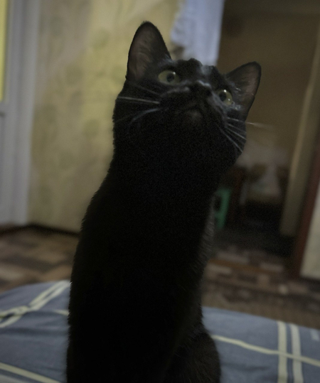 Кошка в добрые руки