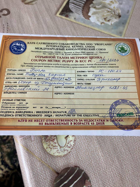 Бигль клубний умная