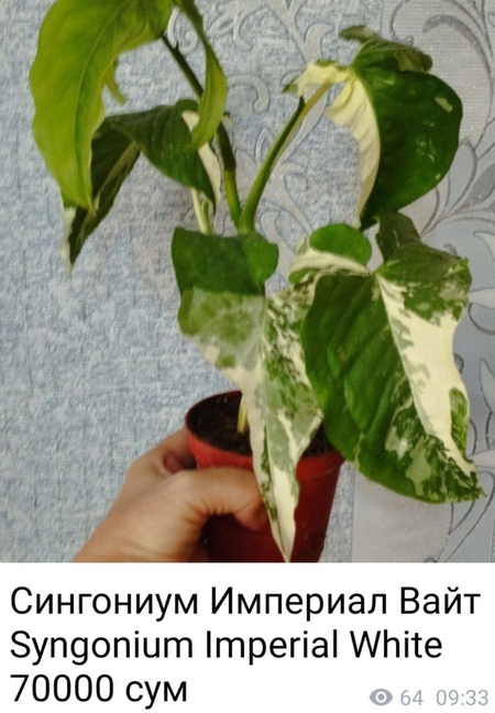 Продаются сортовые сингониумы