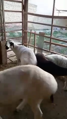 Qazoqi Qo'ylar sotiladi