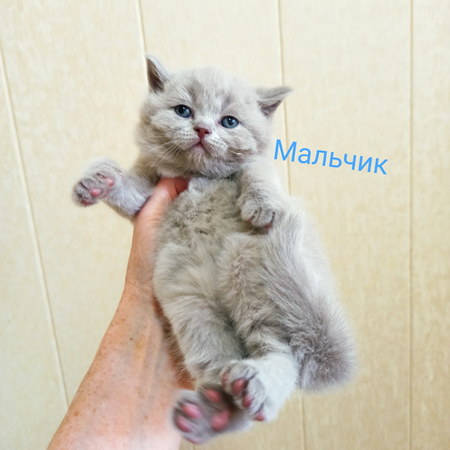Продаются британские котята