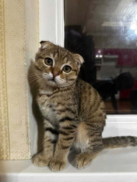 Mushuk Кошки Котят