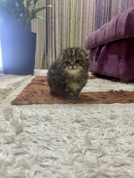 Шотланский Скоттиш Фолд!