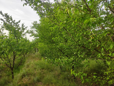Yer bogʻ sotiladi