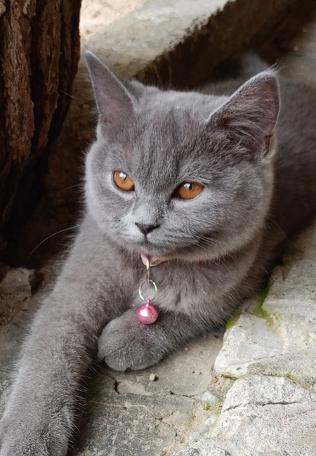 Скоттиш Страйт жуда чиройли
