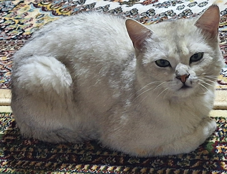 Britanski shinshilla