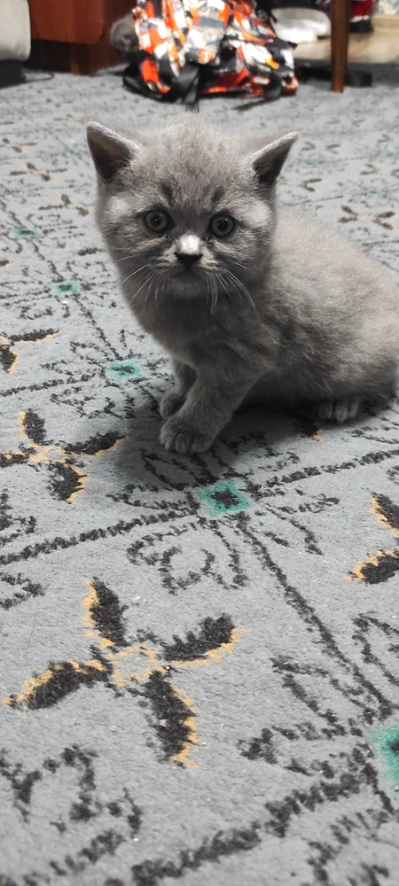 Продается котёнок страйк