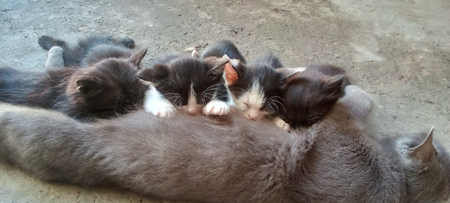 Отдам котят даром